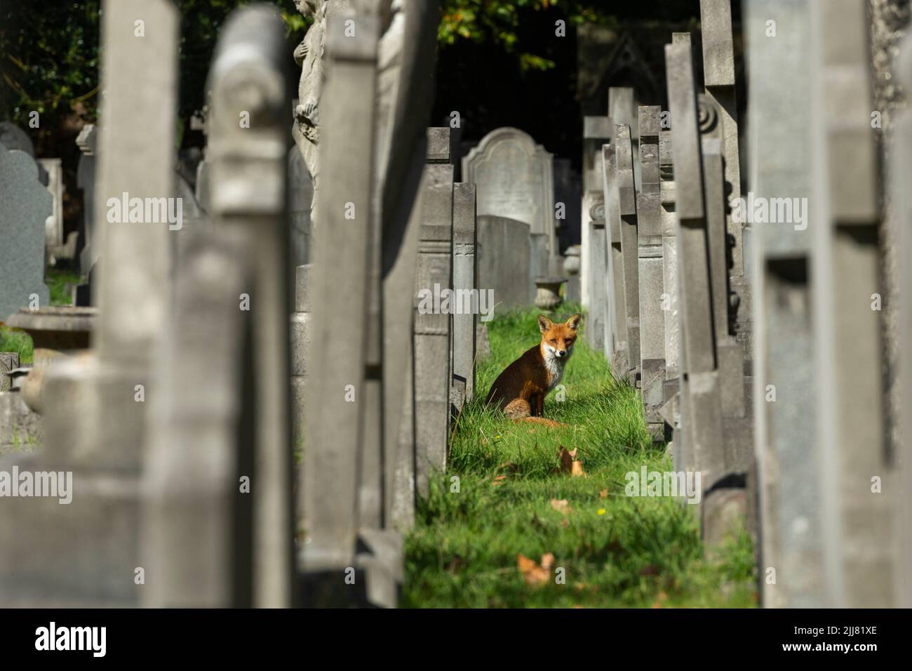 Red fox Vulpes vulpes, male wandering in graveyard, City of London ...