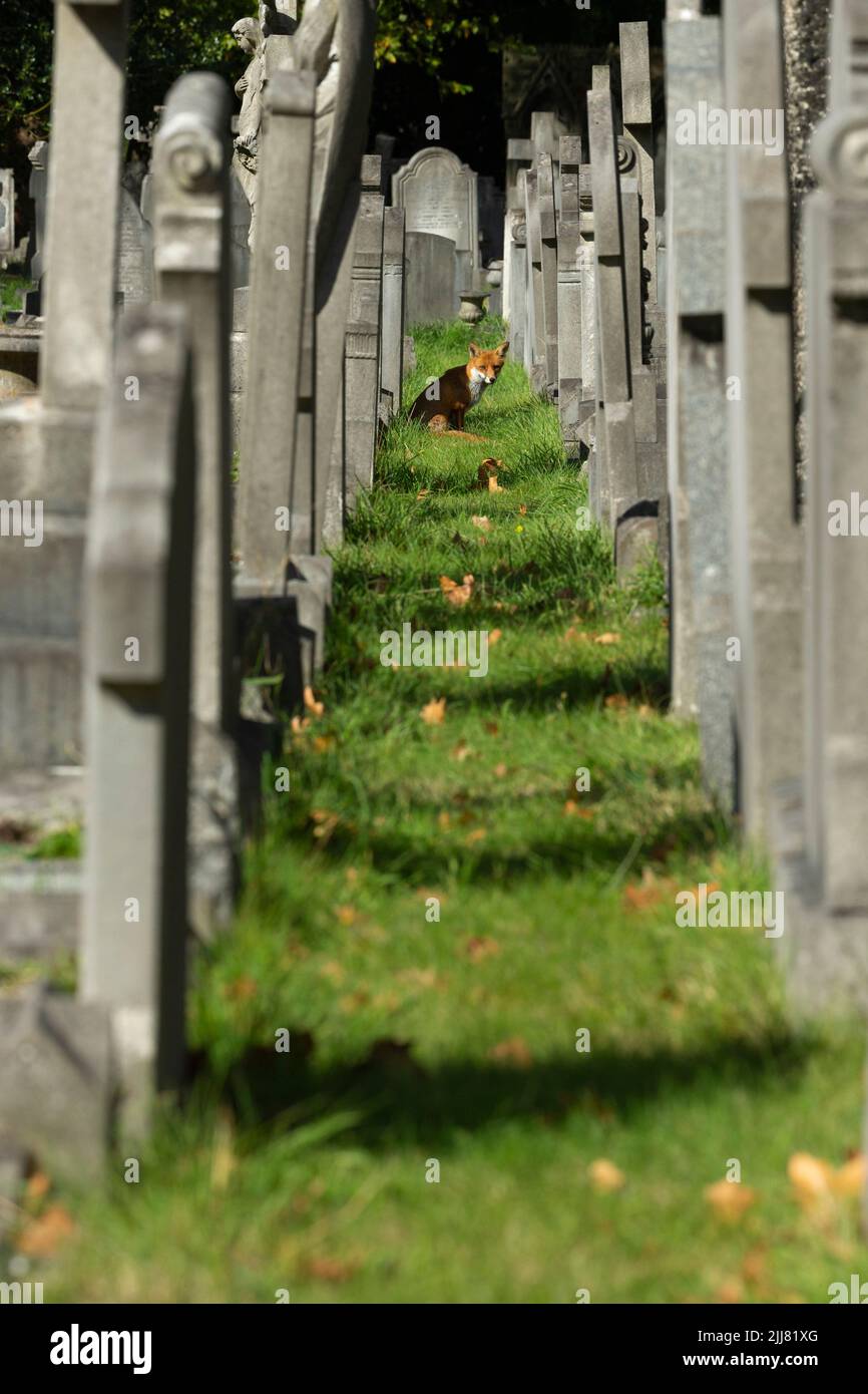 Red fox Vulpes vulpes, male wandering in graveyard, City of London ...