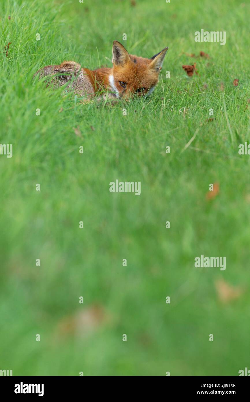Red fox Vulpes vulpes, male sleping in graveyard, City of London ...