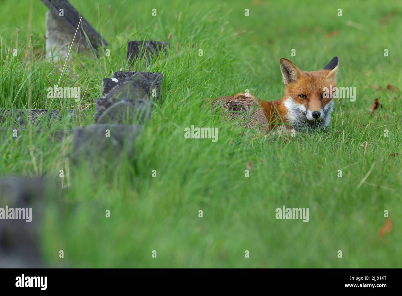 Red fox Vulpes vulpes, male sleping in graveyard, City of London ...