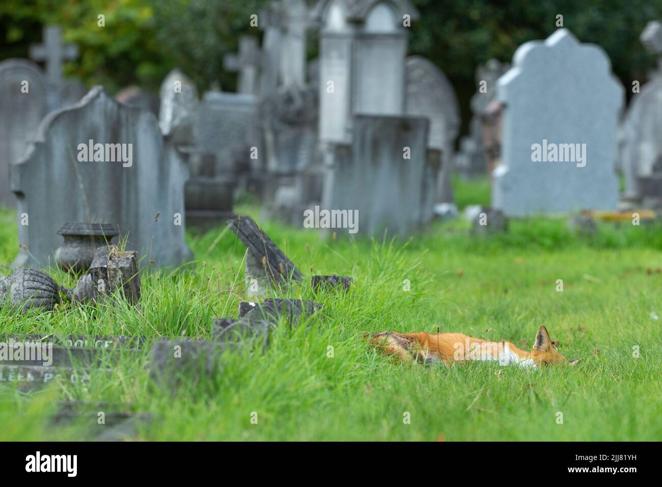 Red fox Vulpes vulpes, male sleping in graveyard, City of London ...