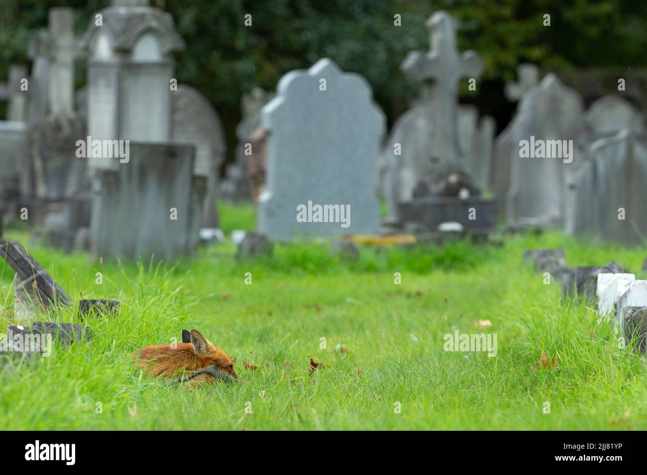 Red fox Vulpes vulpes, male sleping in graveyard, City of London ...