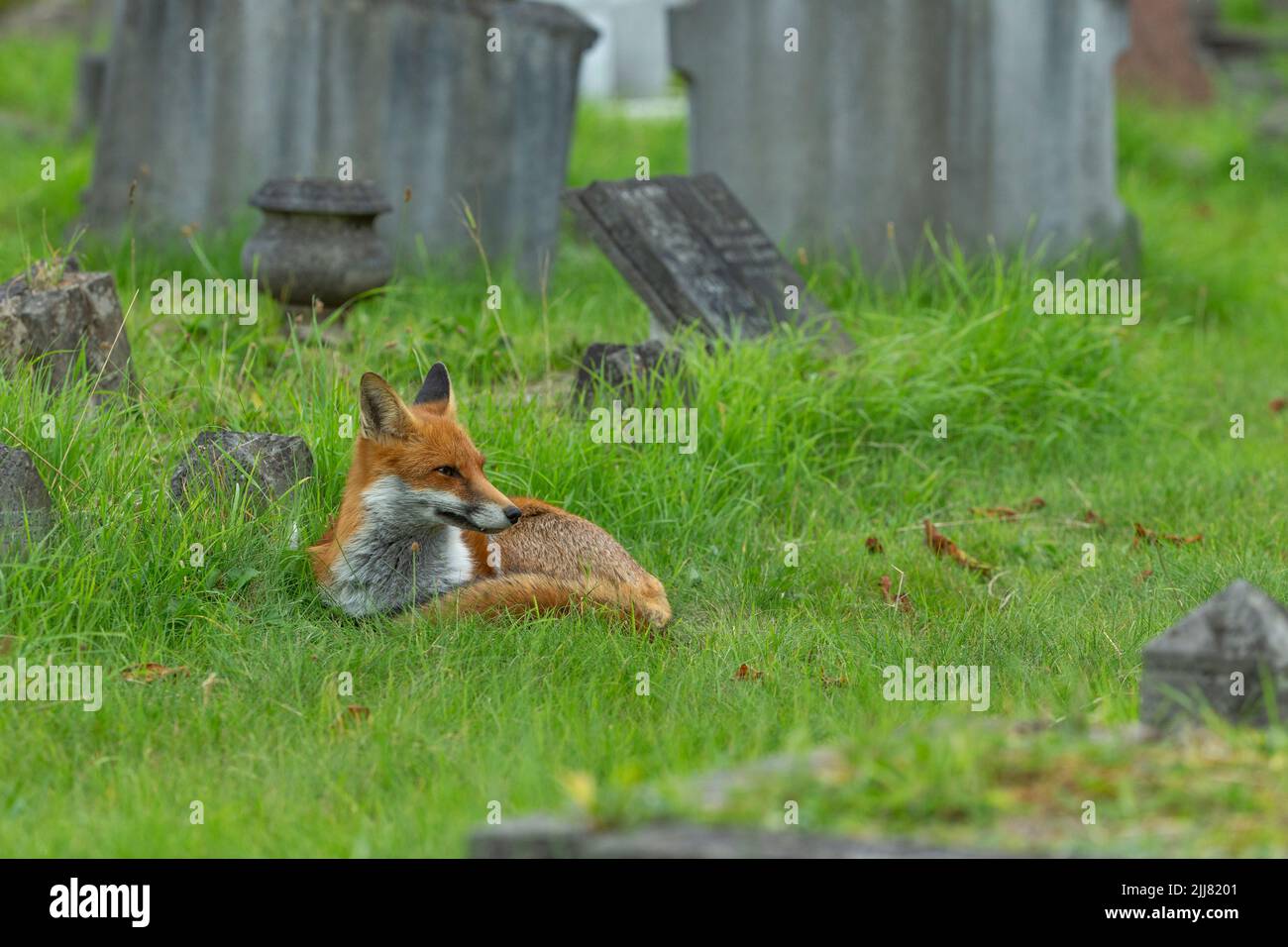 Red fox Vulpes vulpes, male sleping in graveyard, City of London ...