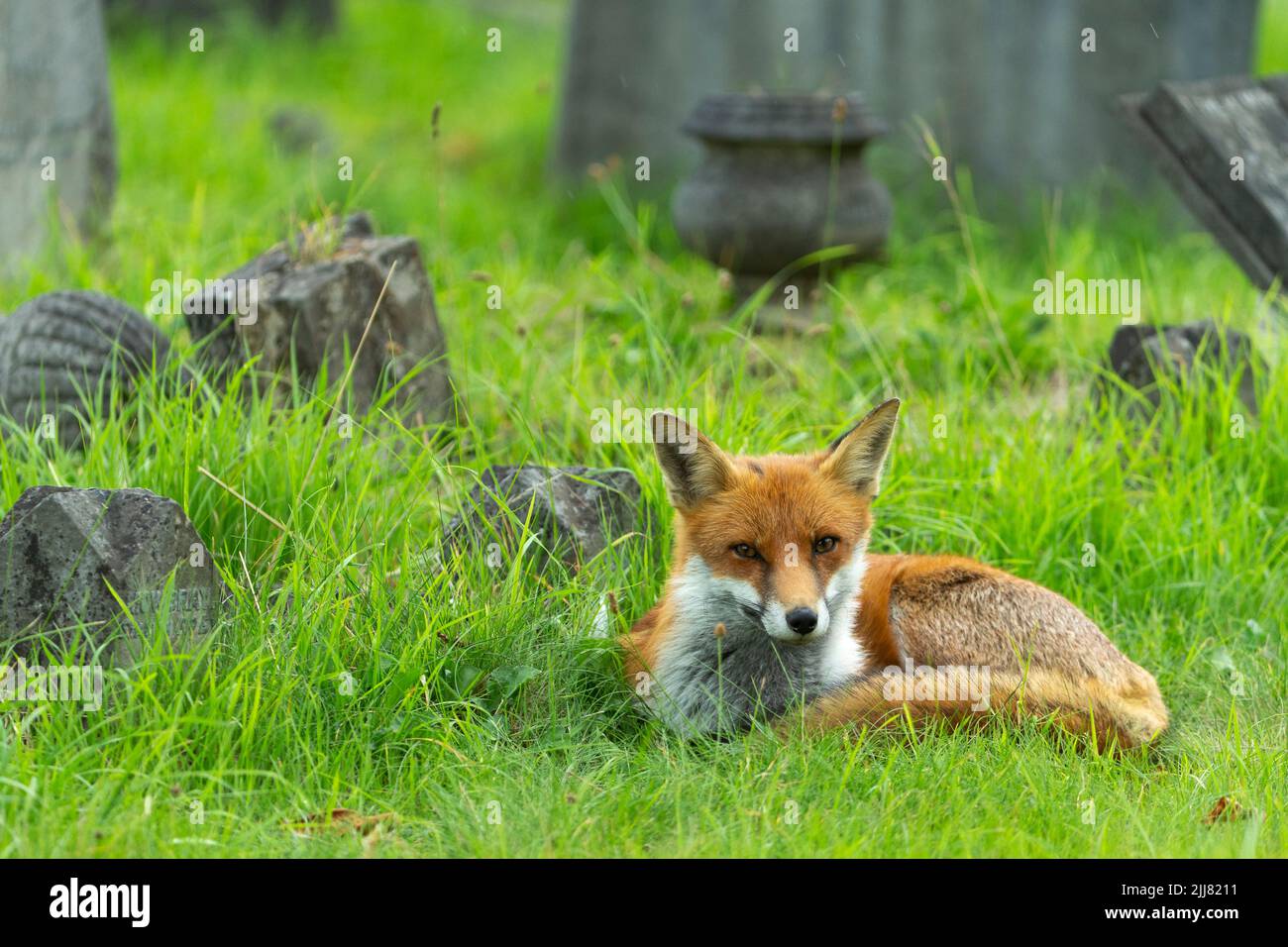 Red fox Vulpes vulpes, male sleping in graveyard, City of London ...