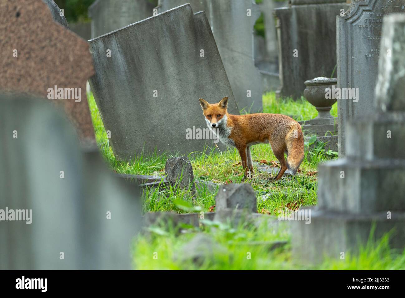 Red fox Vulpes vulpes, male wandering in graveyard, City of London ...