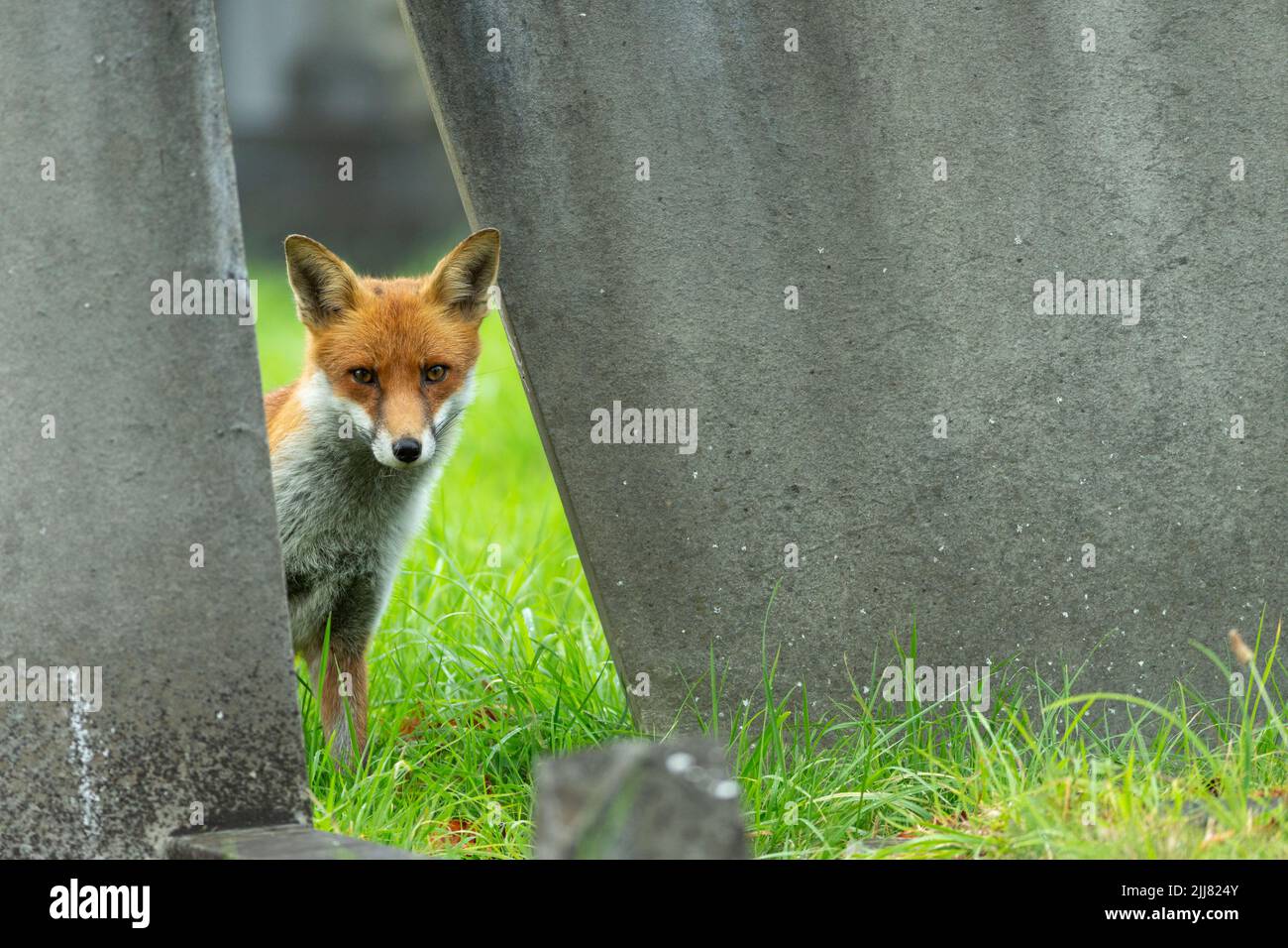 Red fox Vulpes vulpes, male wandering in graveyard, City of London ...