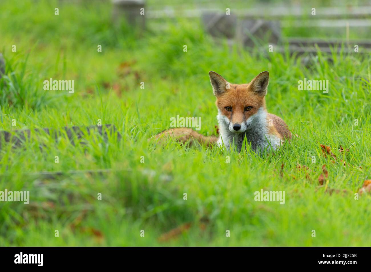 Red fox Vulpes vulpes, male wandering in graveyard, City of London ...