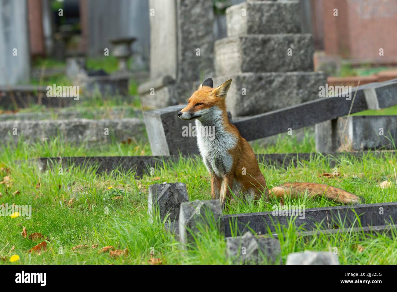 Red fox Vulpes vulpes, male wandering in graveyard, City of London ...