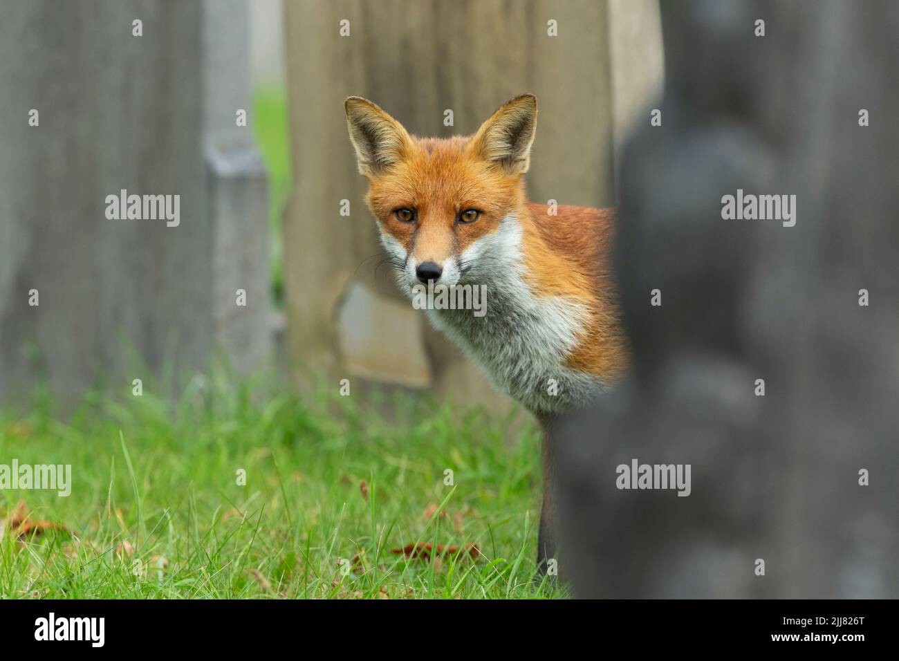 Red fox Vulpes vulpes, male wandering in graveyard, City of London ...
