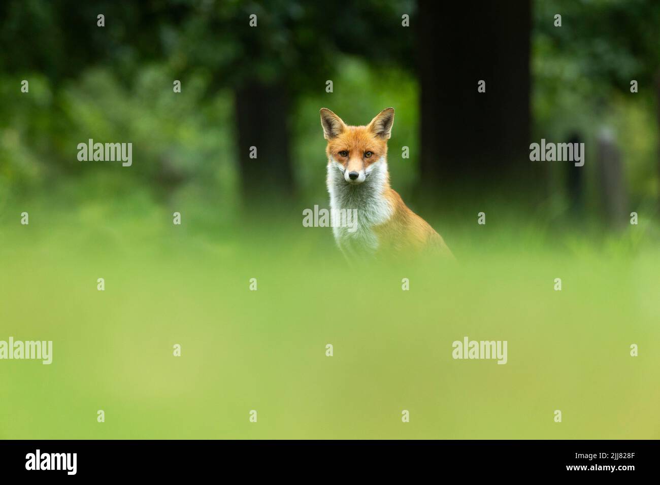 Red fox Vulpes vulpes, male wandering in graveyard, City of London ...