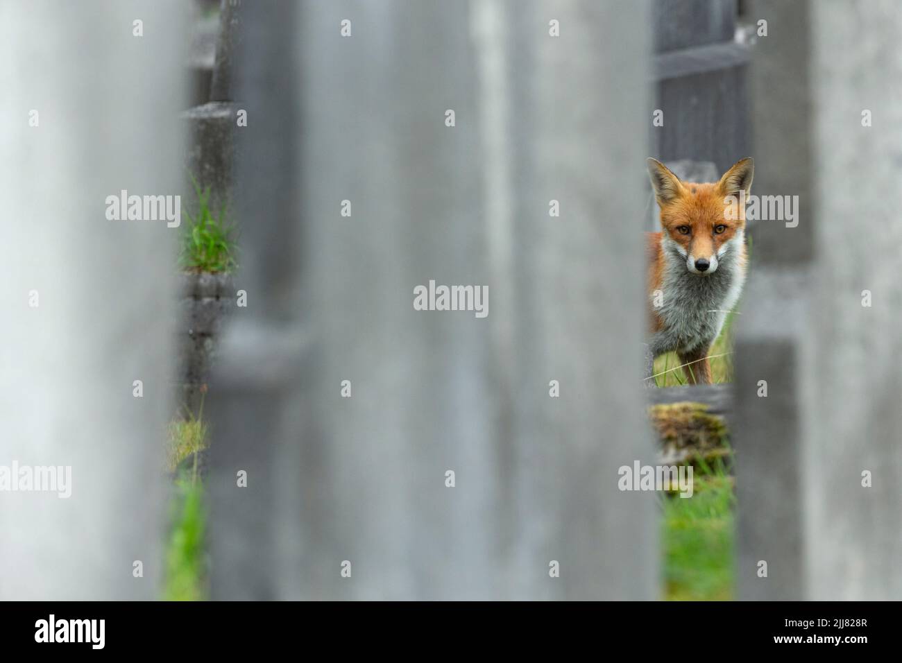 Red fox Vulpes vulpes, male wandering in graveyard, City of London ...