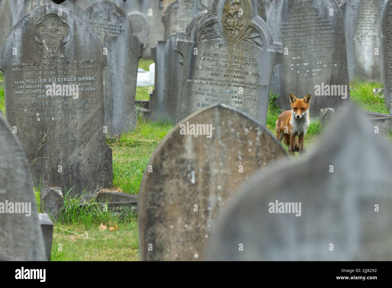 Red fox Vulpes vulpes, male wandering in graveyard, City of London ...