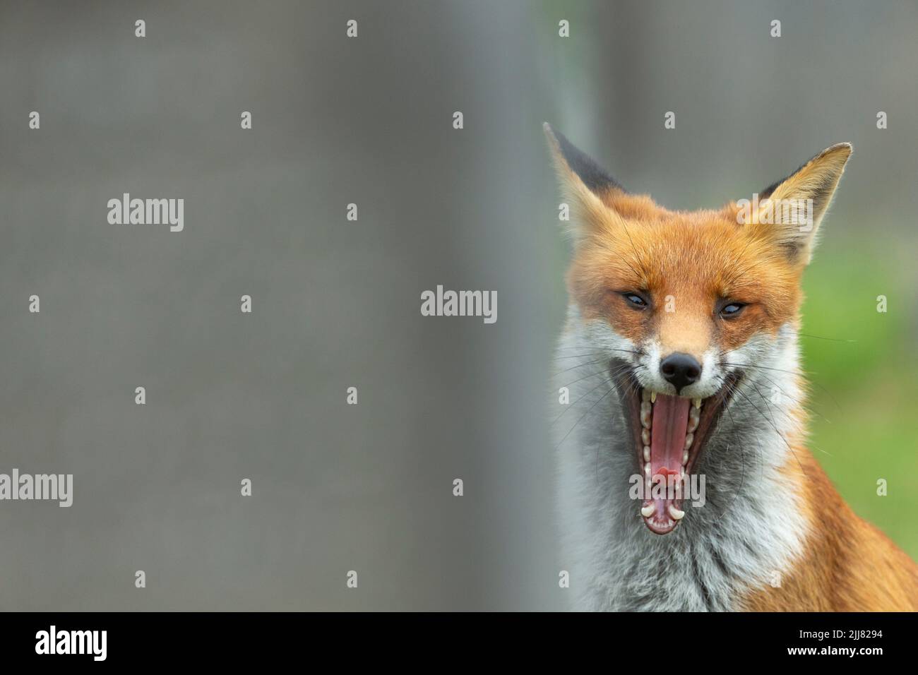 Red fox Vulpes vulpes, male wandering in graveyard, City of London ...