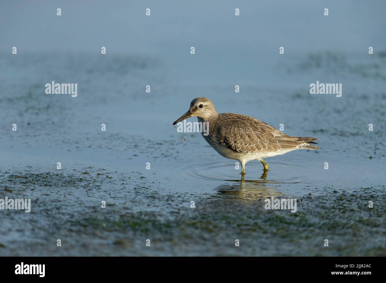 Red knot Calidris canutus, forging along shoreline, Hayle Estuary ...