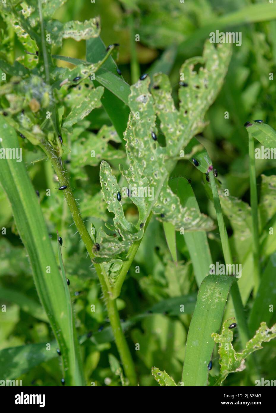 Crucifer flea beetle hi-res stock photography and images - Alamy