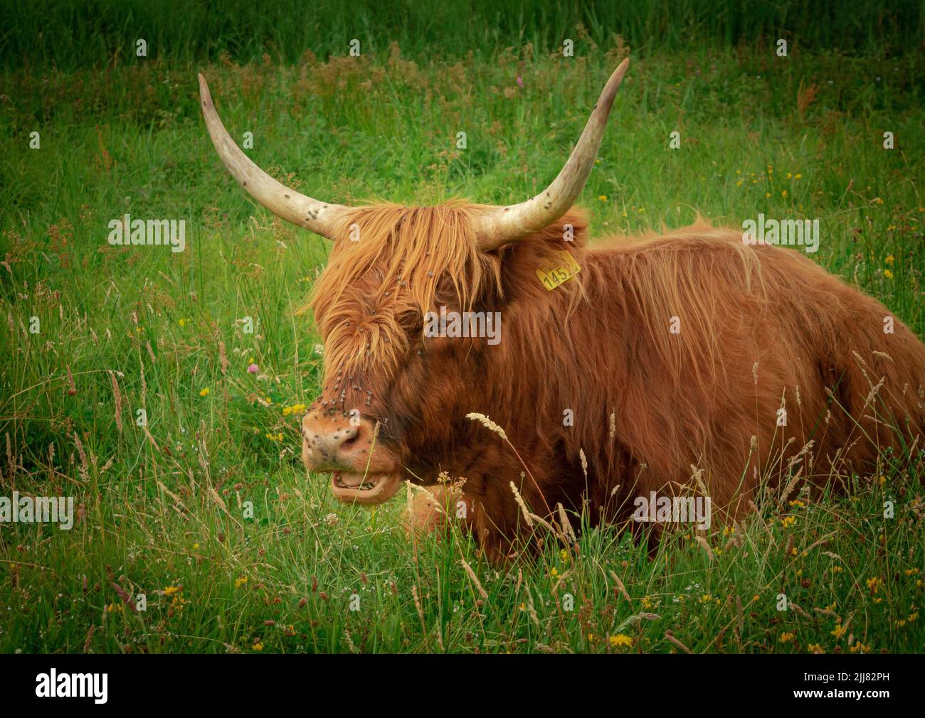 Highland cow picture hi-res stock photography and images - Alamy