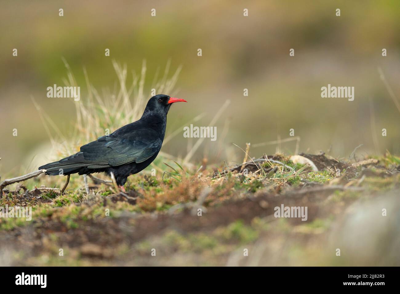 Red-billed chough Pyrrhocorax pyrrhocorax, adult foraging on clifftop ...