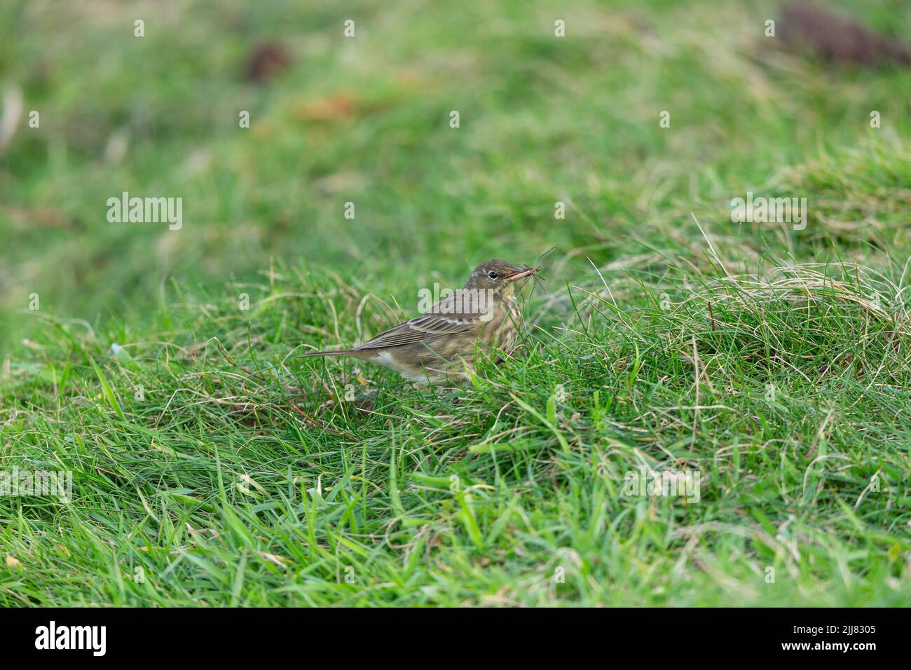 Eurasian rock pipit Anthus petrosus, foraging on craneflies, South ...