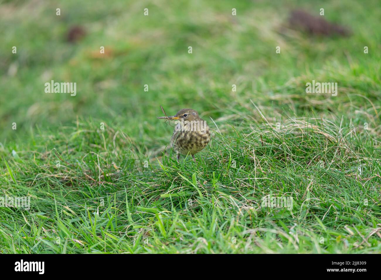 Eurasian rock pipit Anthus petrosus, foraging on craneflies, South ...