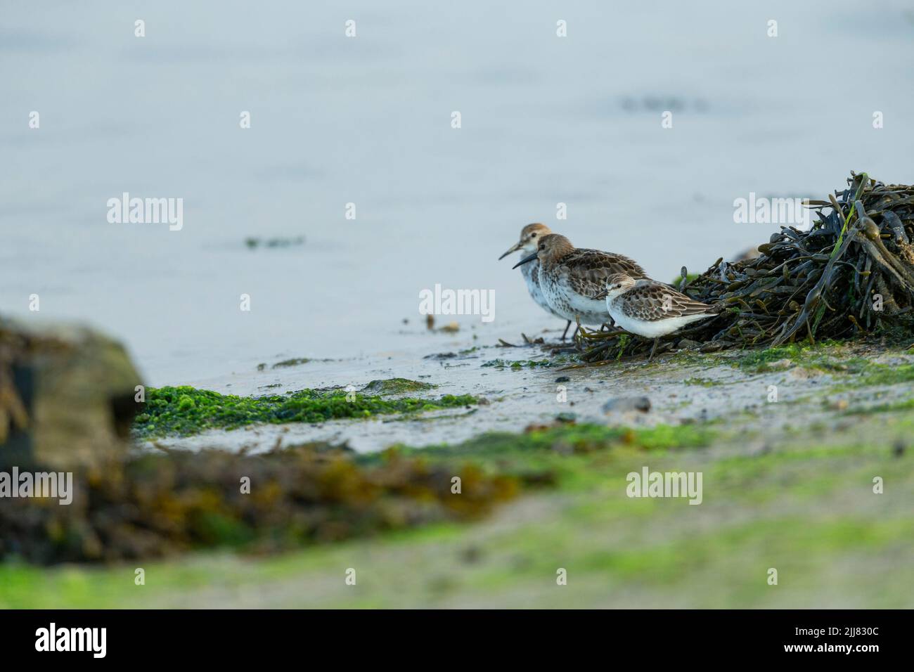 Semipalmated sandpiper Calidris pusilla, roosting on the tide line ...