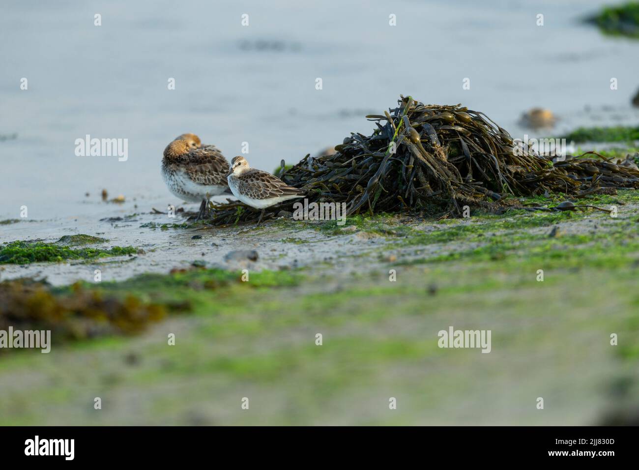 Semipalmated sandpiper Calidris pusilla, roosting on the tide line ...