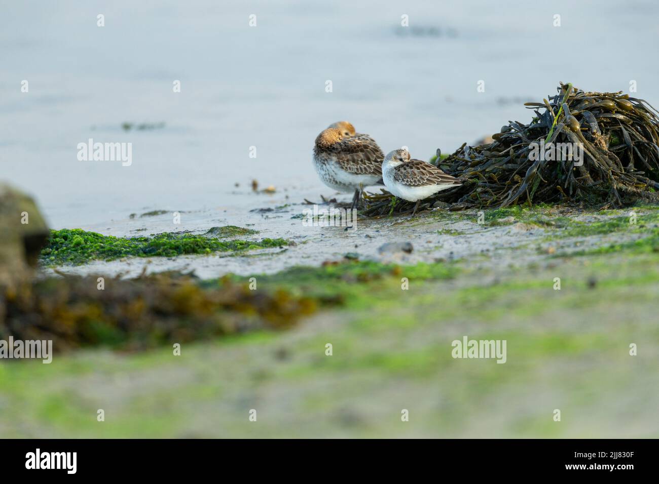 Semipalmated sandpiper Calidris pusilla, roosting on the tide line ...