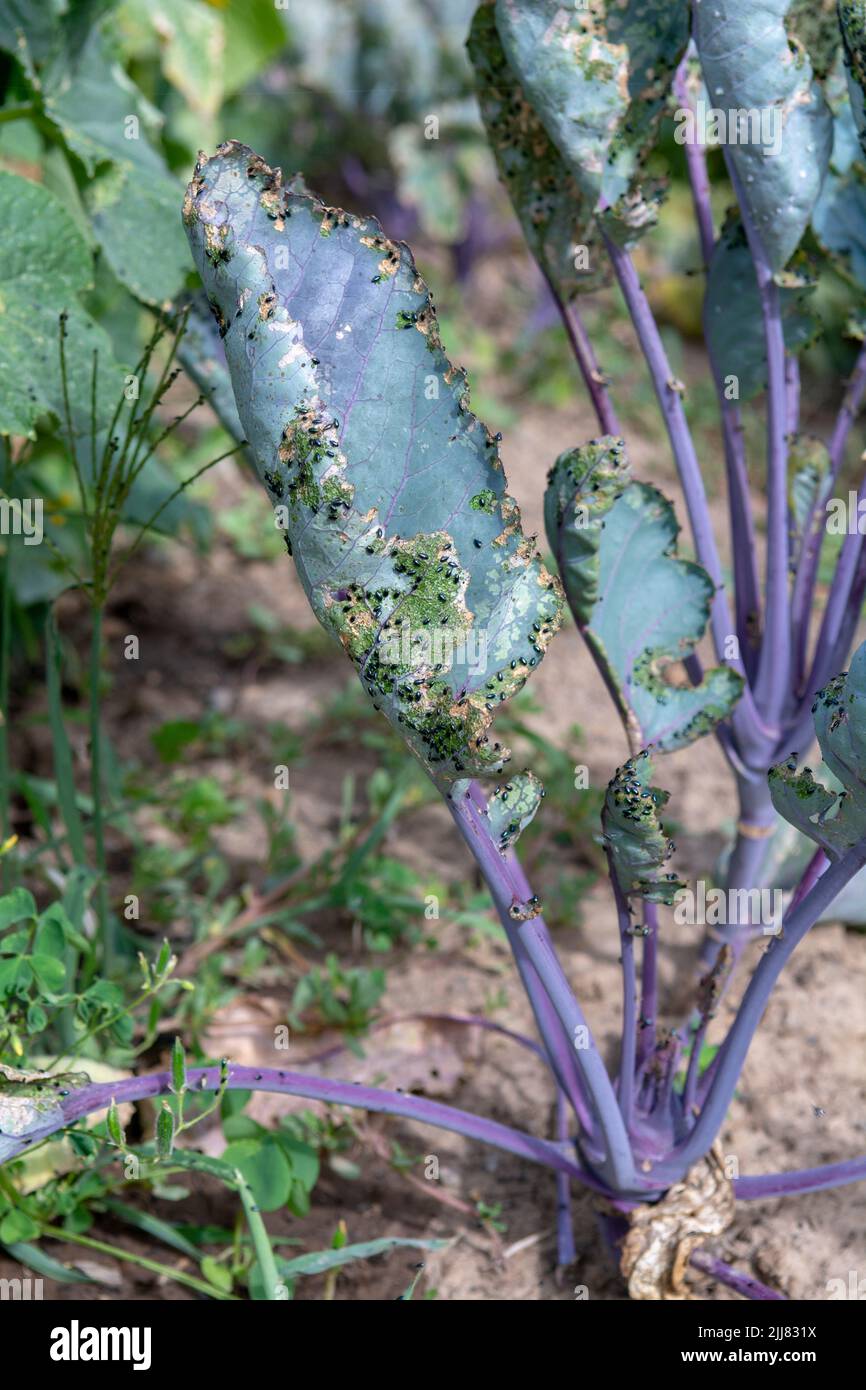 Cabbage flea beetle (Phyllotreta cruciferae) or crucifer flea beetle ...