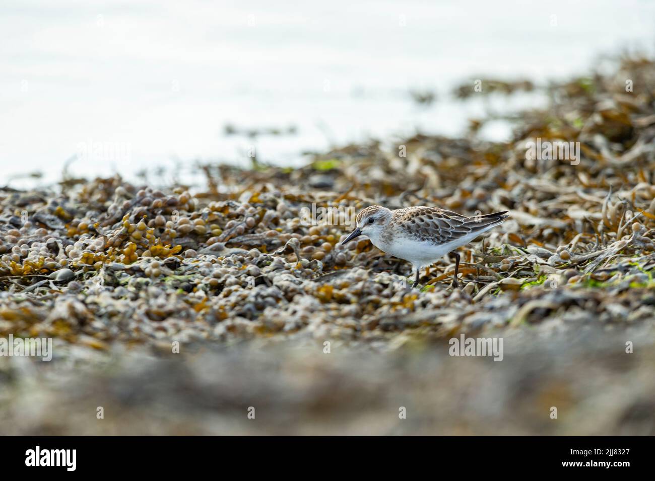 Semipalmated sandpiper Calidris pusilla, roosting on the tide line ...