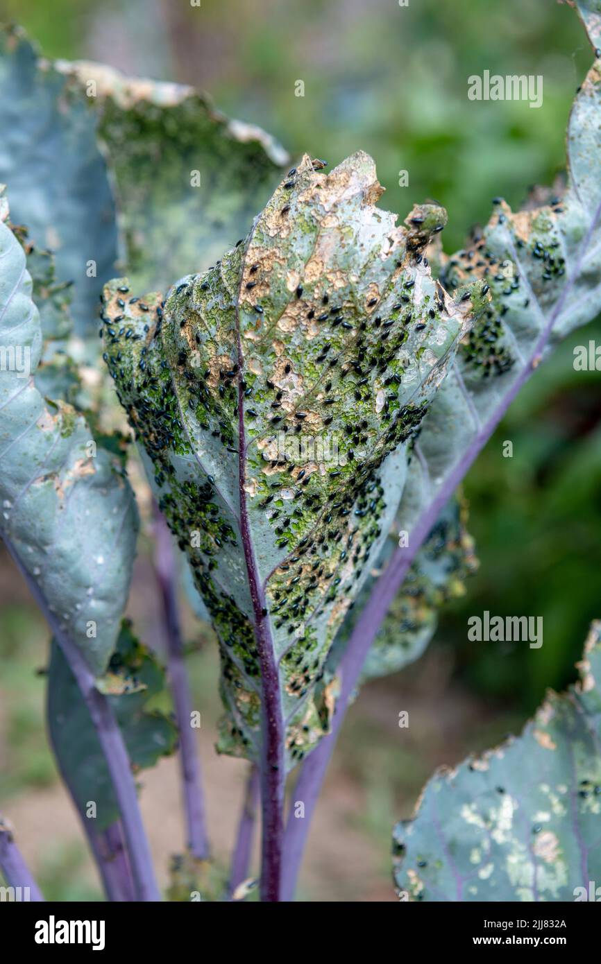 Cabbage flea beetle (Phyllotreta cruciferae) or crucifer flea beetle ...