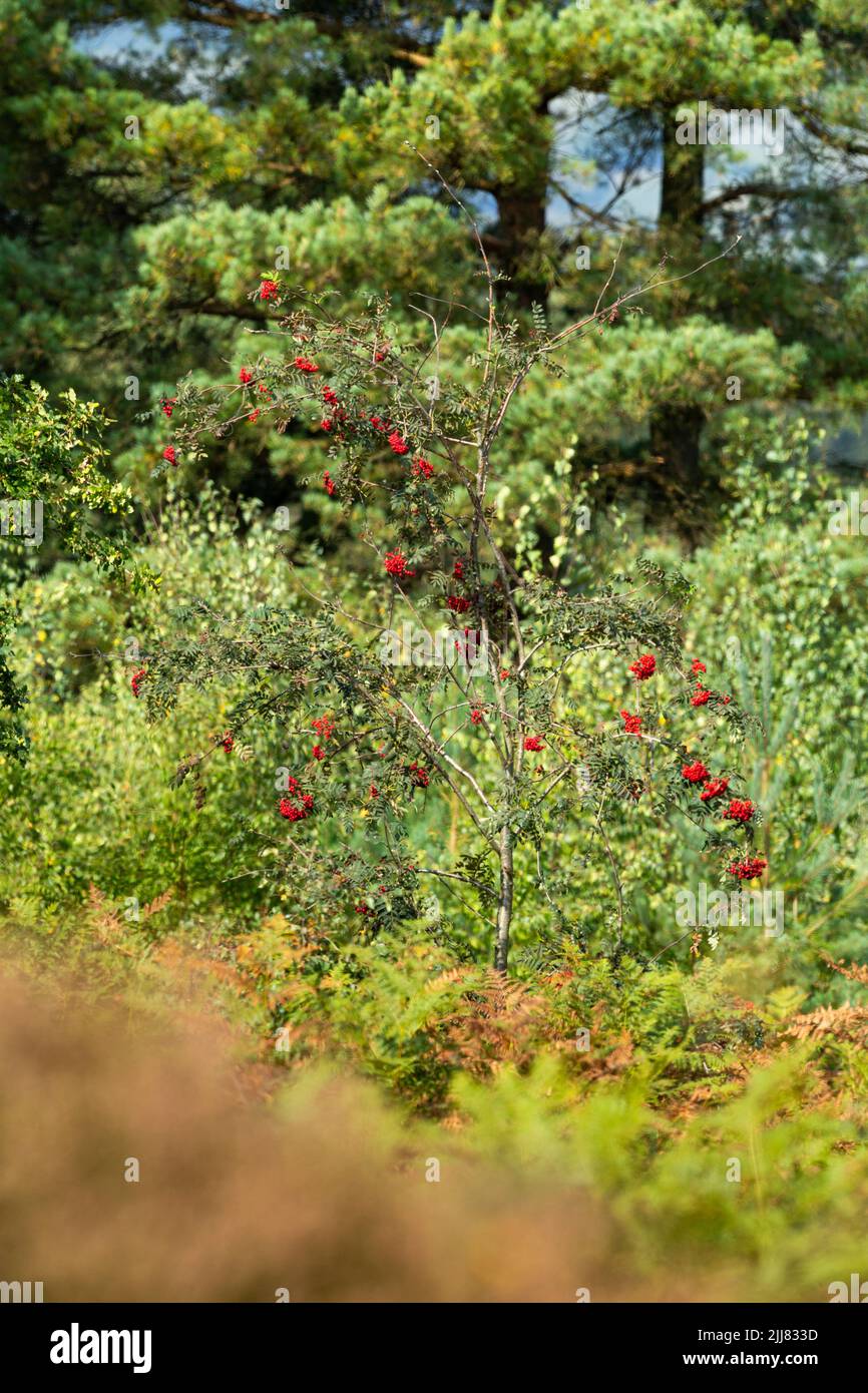Landscape view of fruiting sorbus tree, Leith Hill, Coldharbour, Surrey ...