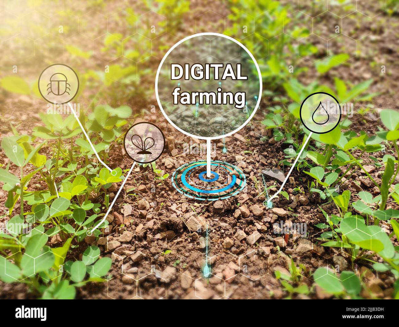 digital farming word in center of the plants. digital water, insect and ...