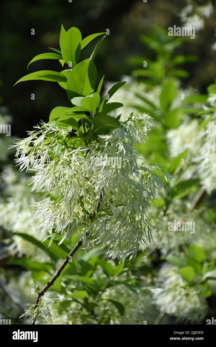 Blooming white Chinese fringe tree flowering in the spring Stock Photo ...