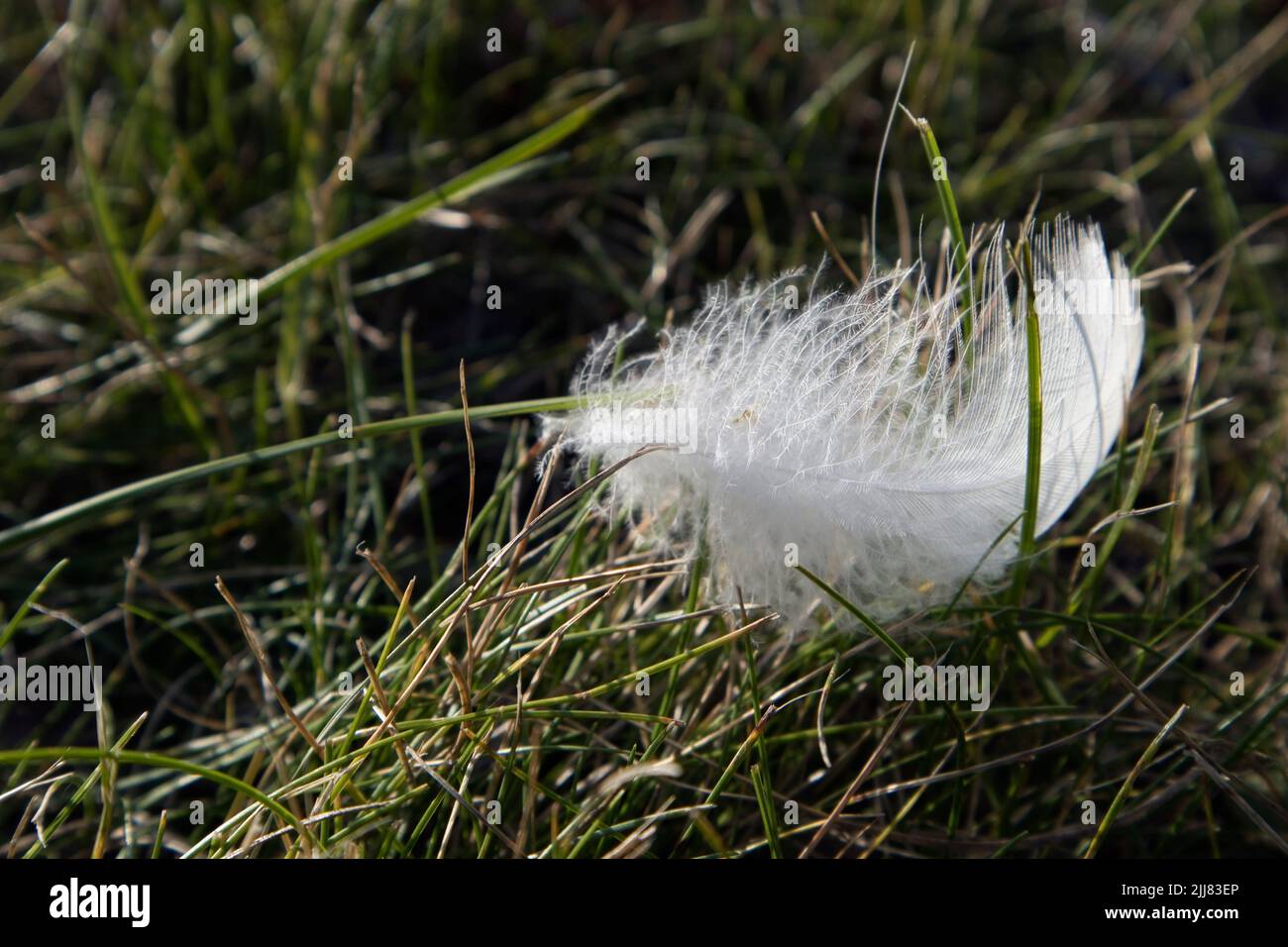 Fluffy white feather lying on hi-res stock photography and images - Alamy
