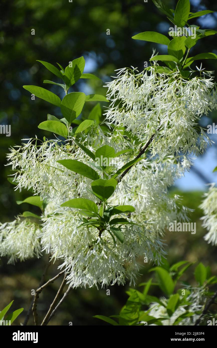 Very pretty white fringetree blooming and flowering in the summer time ...