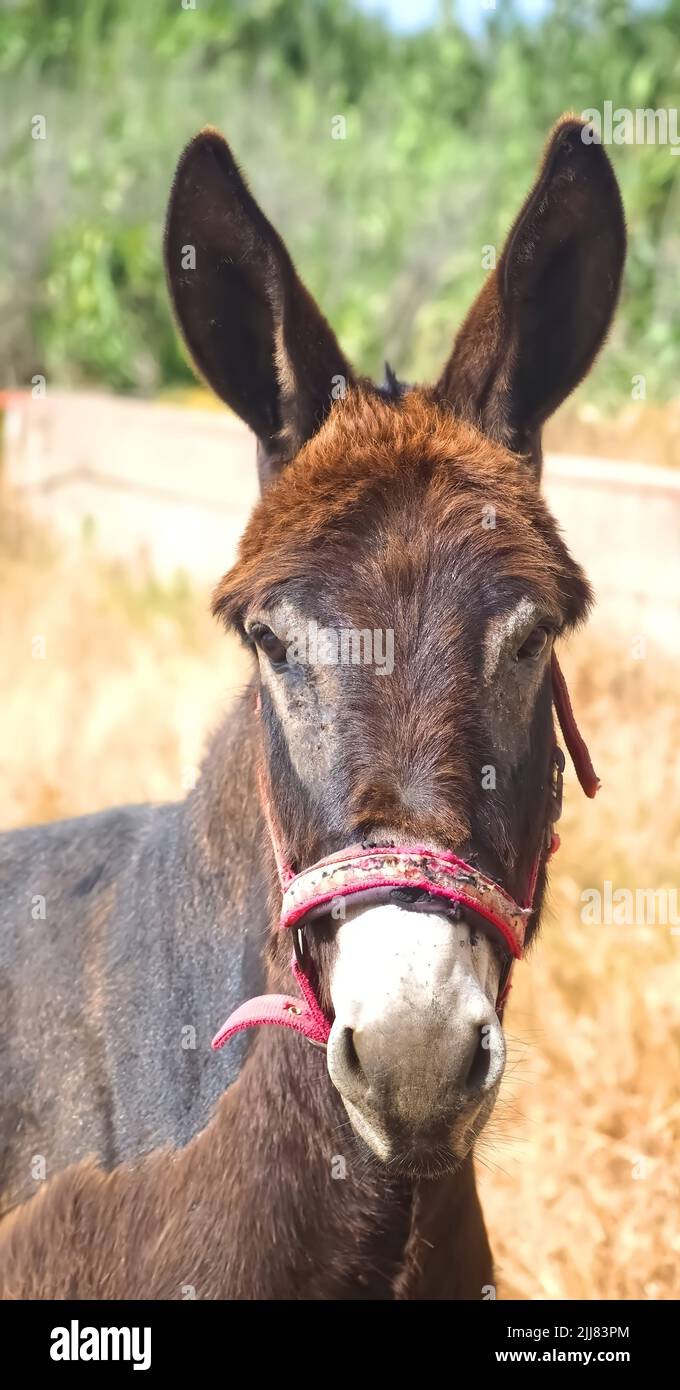 Cute brown donkey on a meadow Stock Photo - Alamy