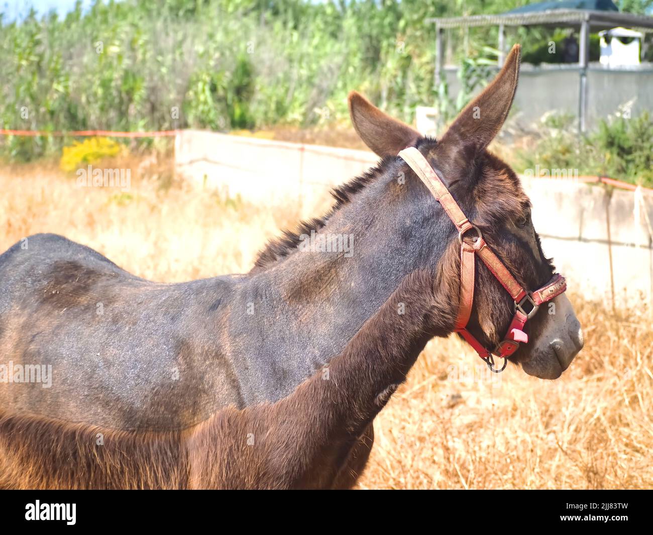 Cute brown donkey on a meadow Stock Photo - Alamy