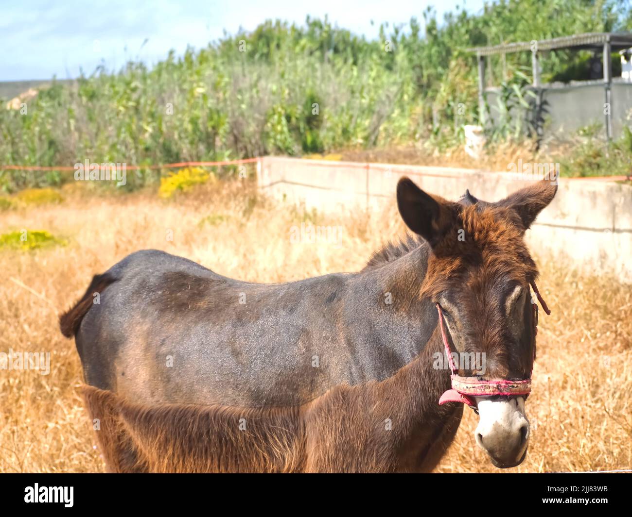 Cute brown donkey on a meadow Stock Photo - Alamy