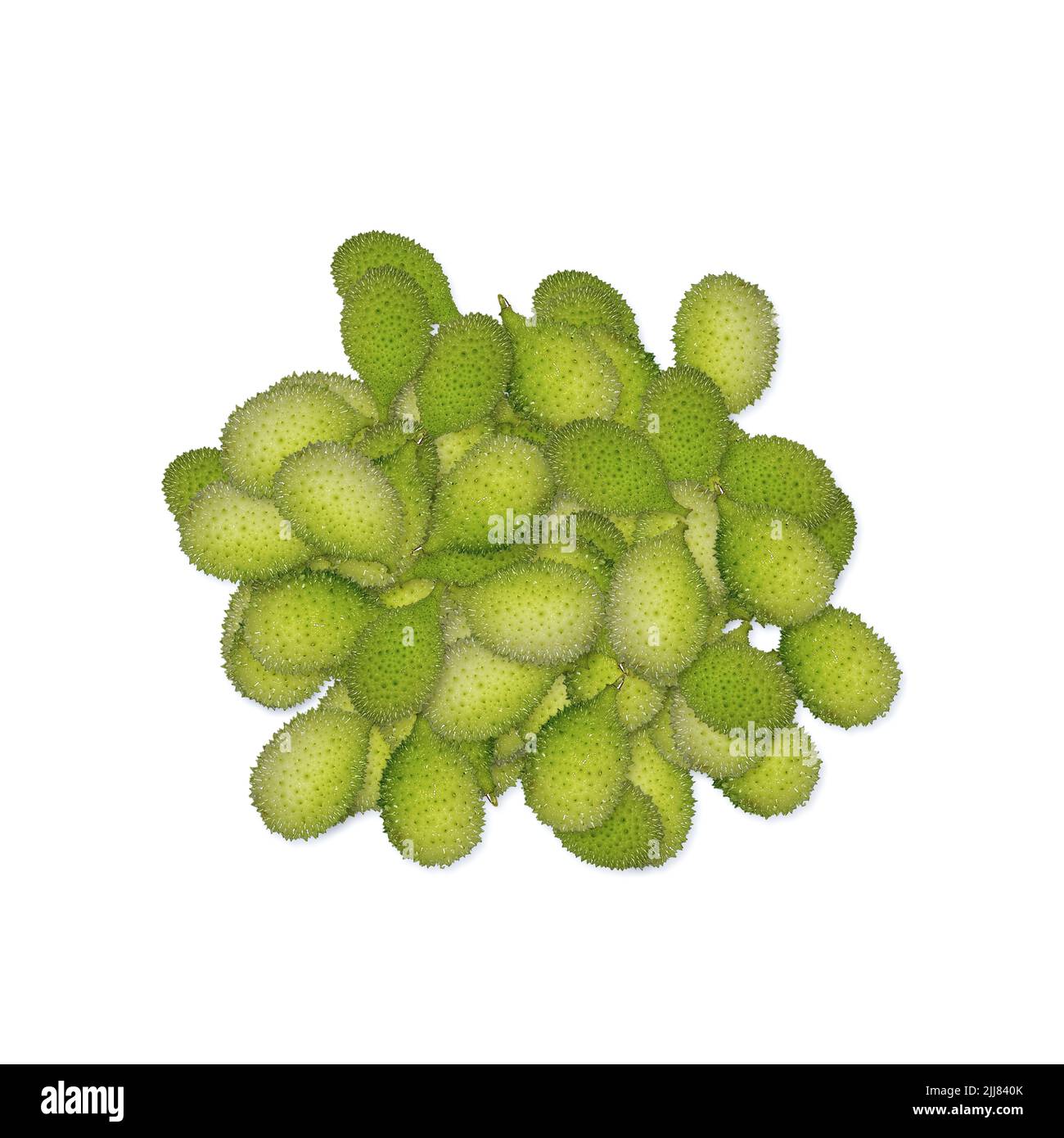 Spiny bitter gourd Cut Out Stock Images & Pictures - Alamy