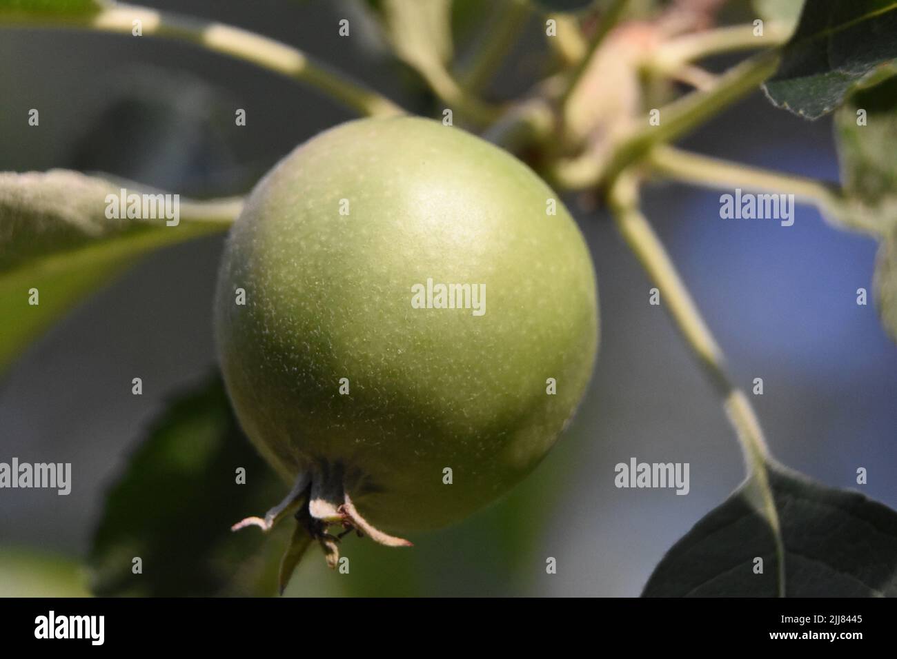 Haning from a tree hi-res stock photography and images - Alamy