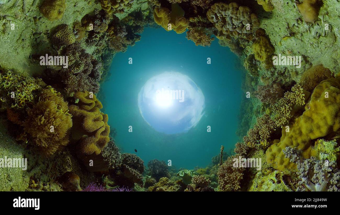 Underwater reef coral scene garden hi-res stock photography and images ...