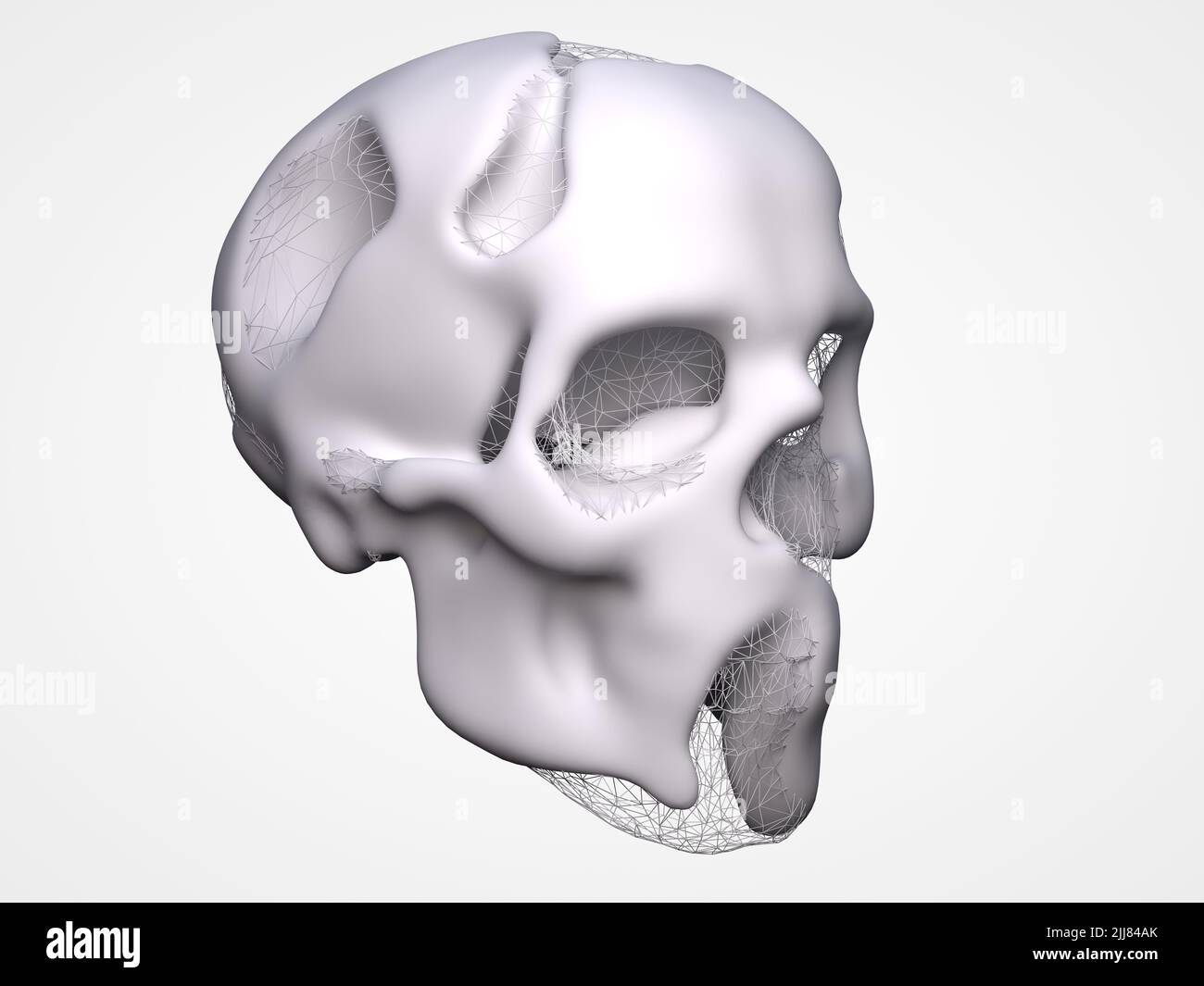 Anatom model hi-res stock photography and images - Alamy