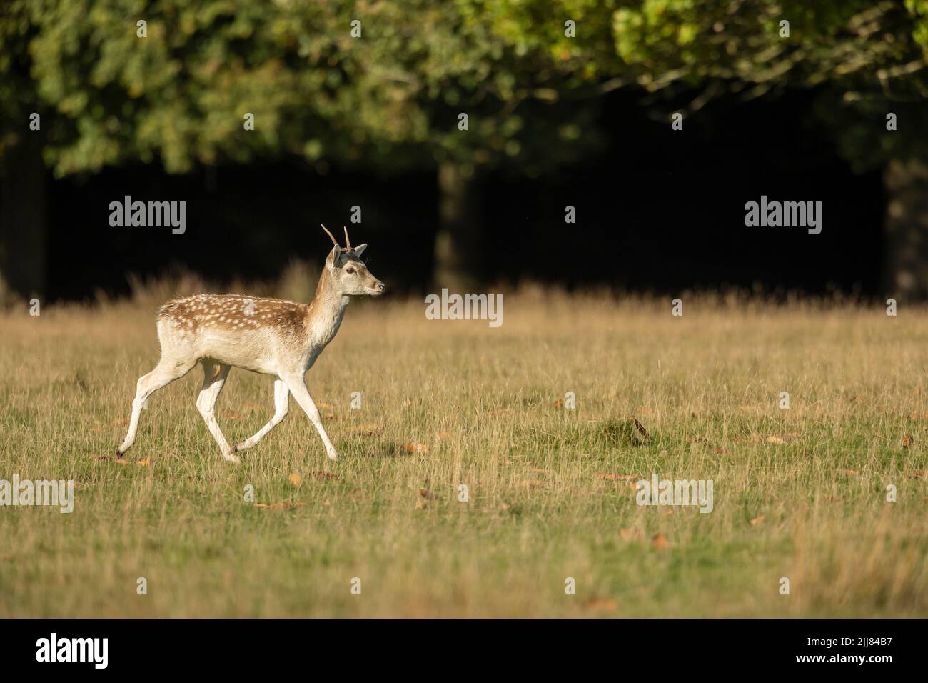 Female fallow doe hi-res stock photography and images - Alamy