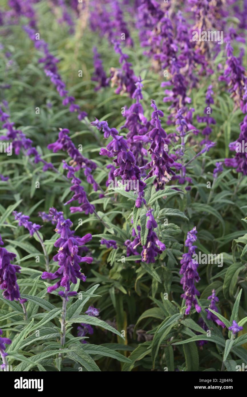 Field filled with bloomed lavender flowers Stock Photo - Alamy