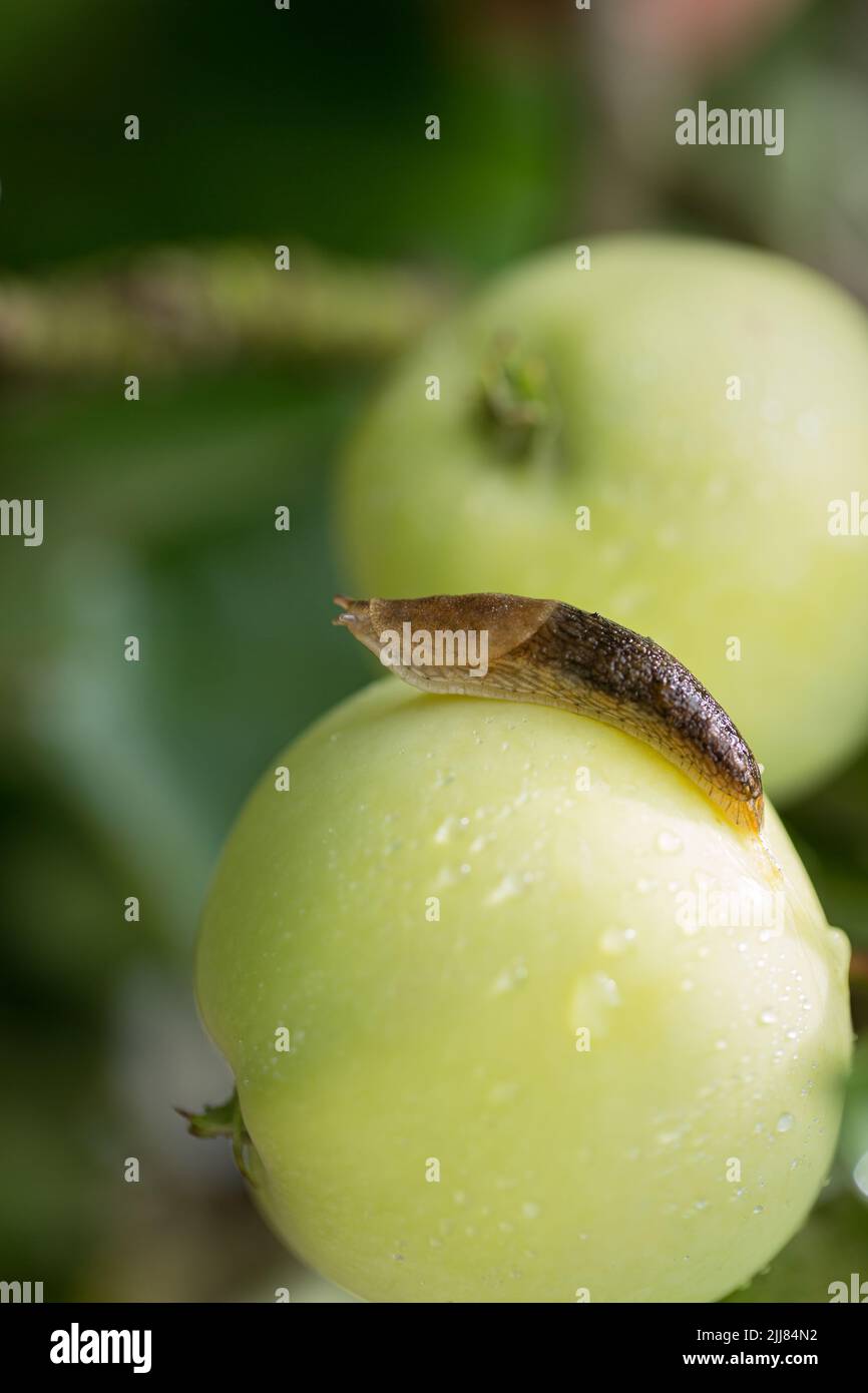 slug crawls through green wet apple Stock Photo - Alamy