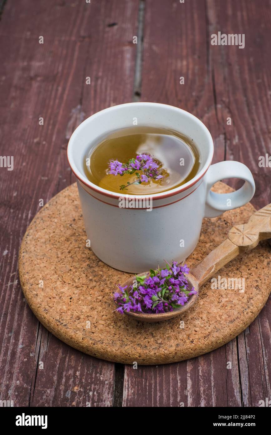 Thymus serpyllum wild thyme or creeping thyme hi-res stock photography ...