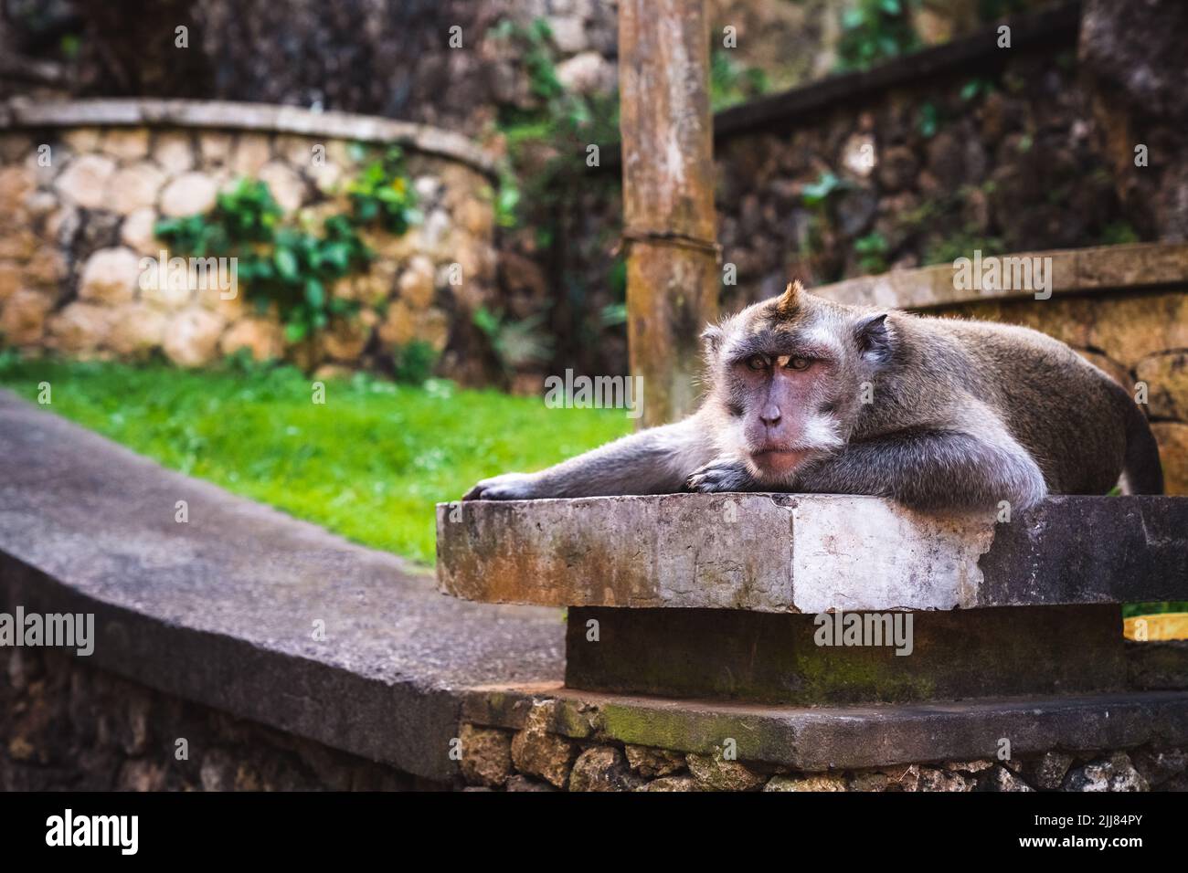 A monkey lying on a stone in Uluwatu temple, Bali, Indonesia Stock ...