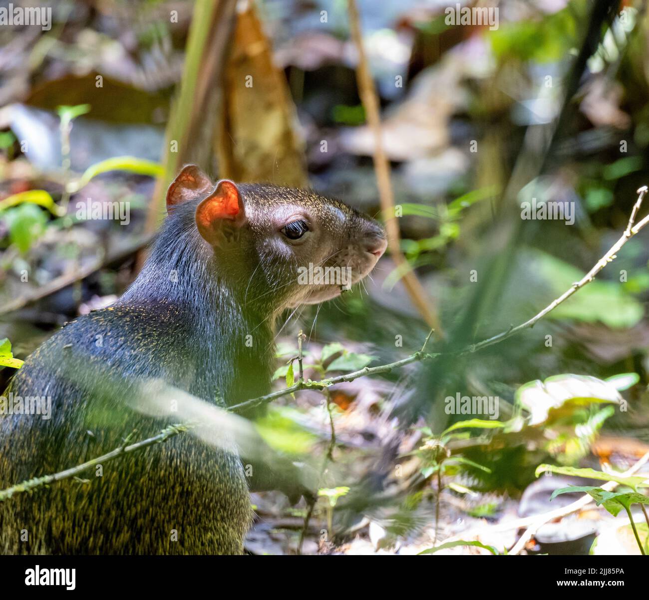 Costa Rican Rainforest Animals