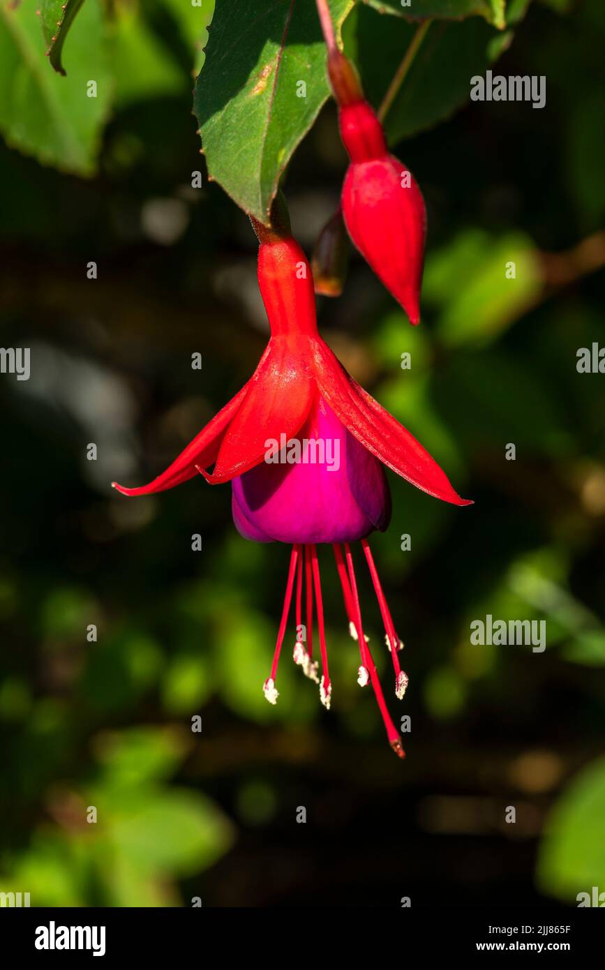 Fuchsia 'Mrs Popple' a perennial hardy autumn summer flowering shrub ...