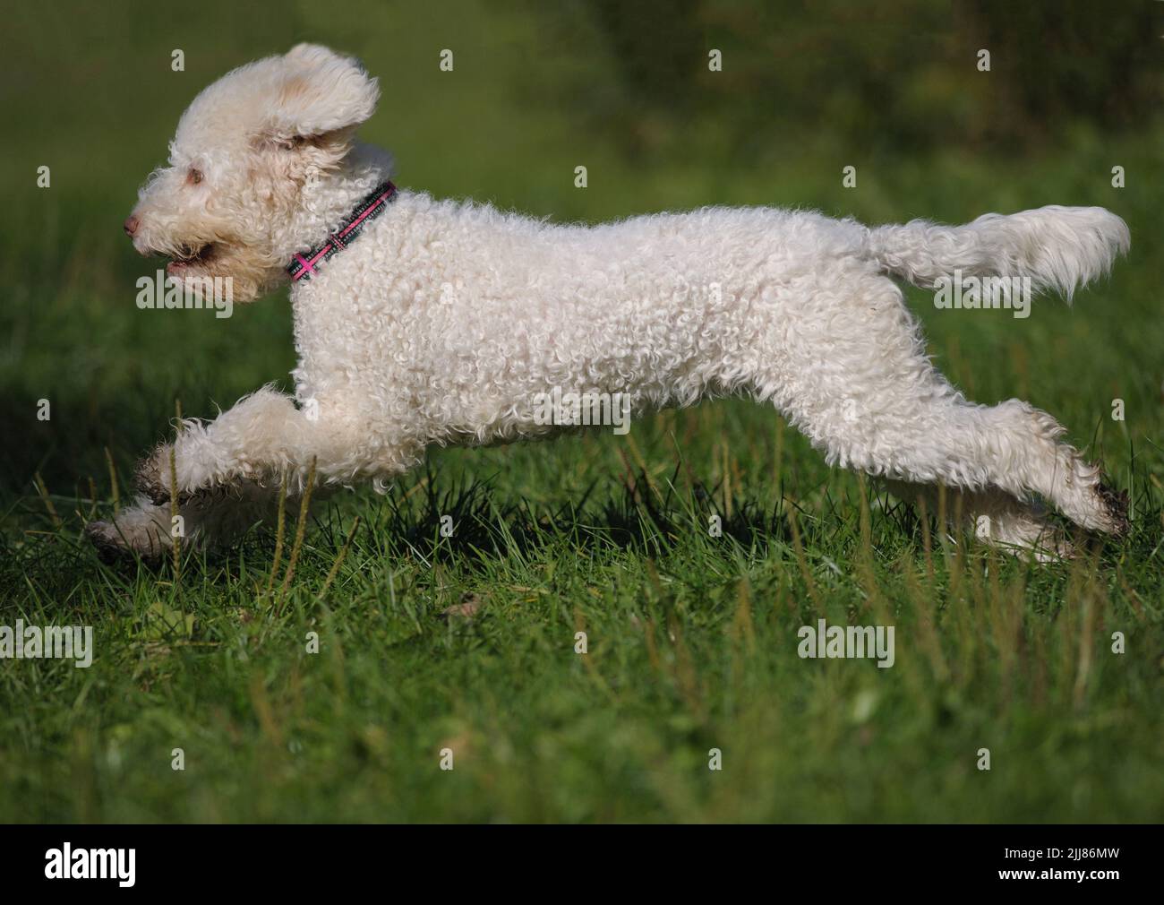 Lagotto romaniolo dog running fast in the field Stock Photo - Alamy