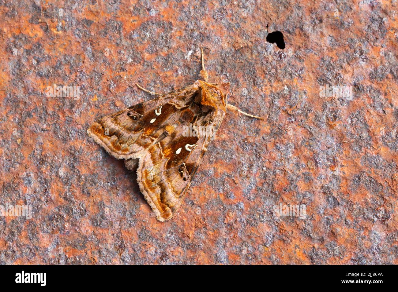 Beautiful golden y Autographa pulchrina, imago roosting on rusty metal ...